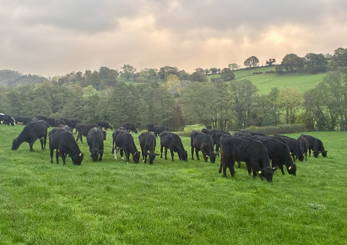Integrated Beef | Pickstock Telford Ltd | Quality Beef Products